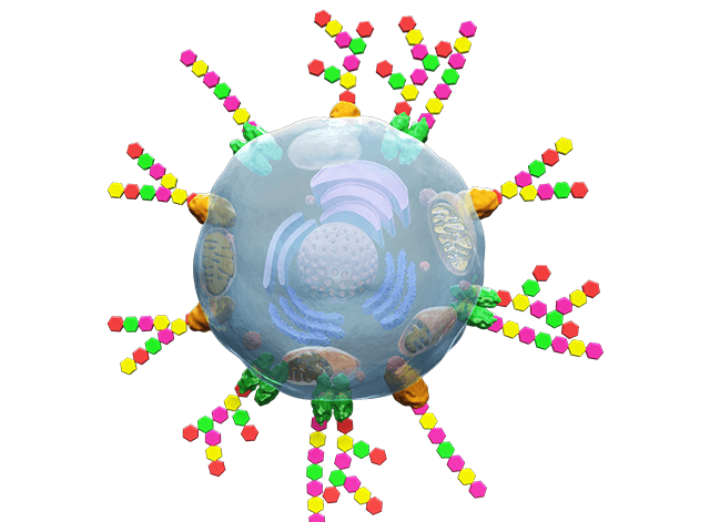 What are glycans? - HGA