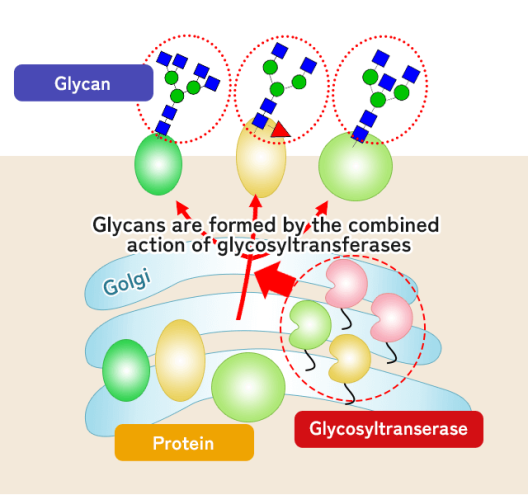 Research Interests - HGA