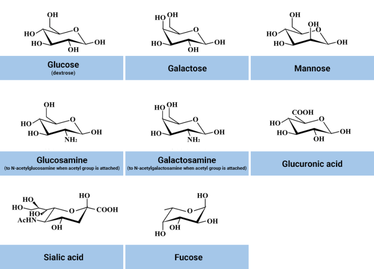 What are glycans? - HGA