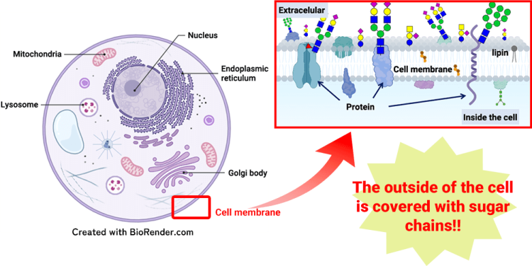 What are glycans? - HGA
