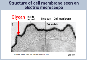 What are glycans? - HGA